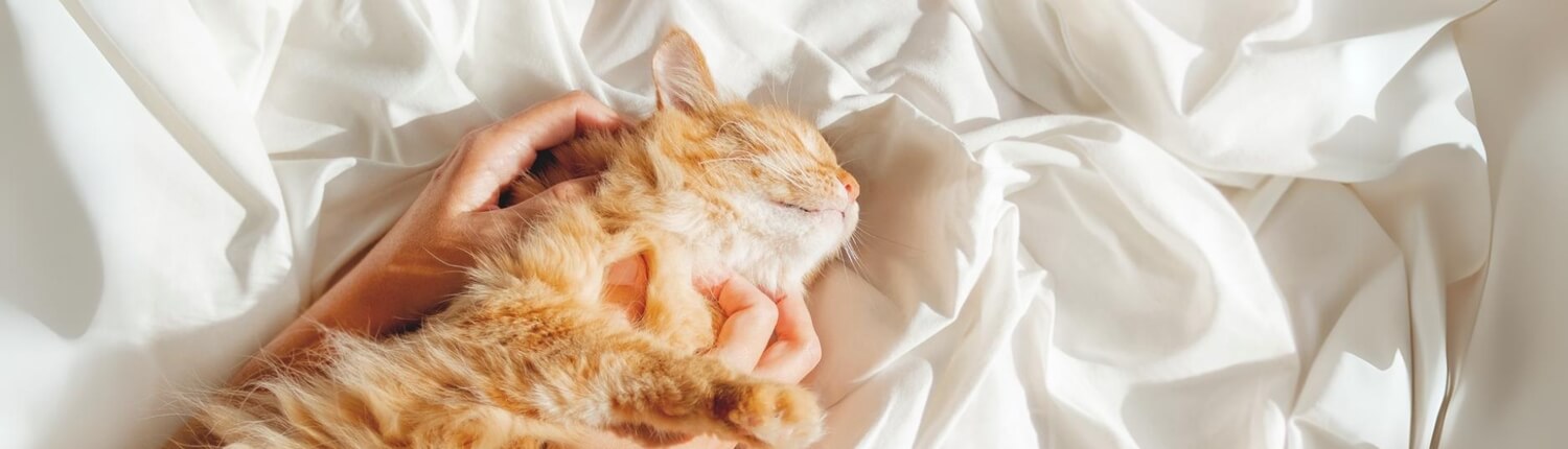 Alles om in stijl te Slapen & Relaxen voor je kat